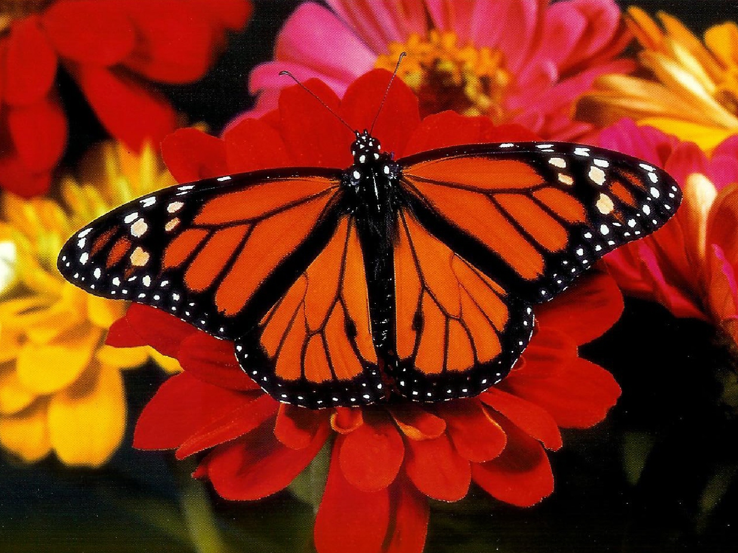 Cycles – Welcome to Gloria's Nature Whisperer